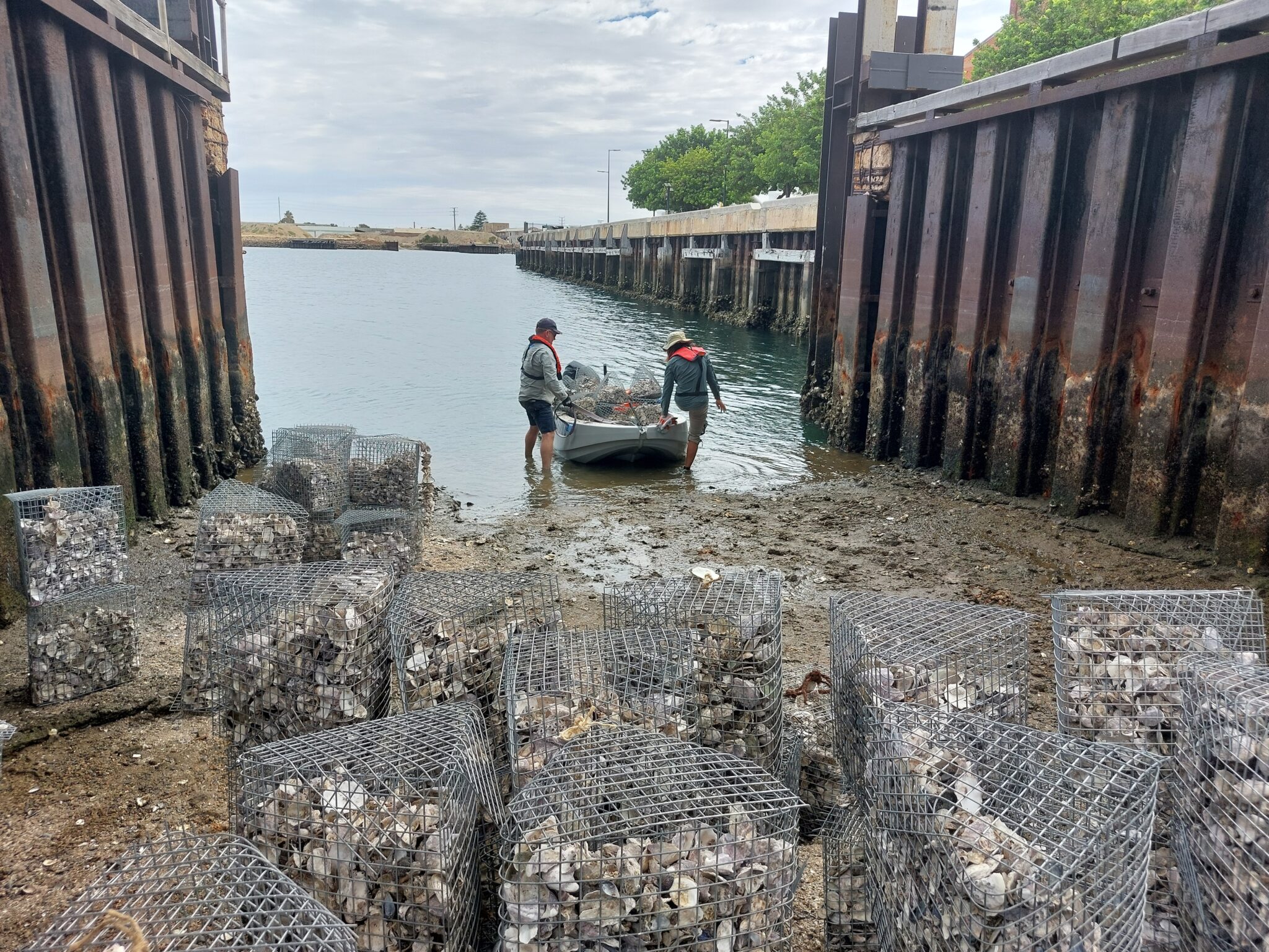 OzFish delivers major expansion of Port River shellfish reef – Friends ...